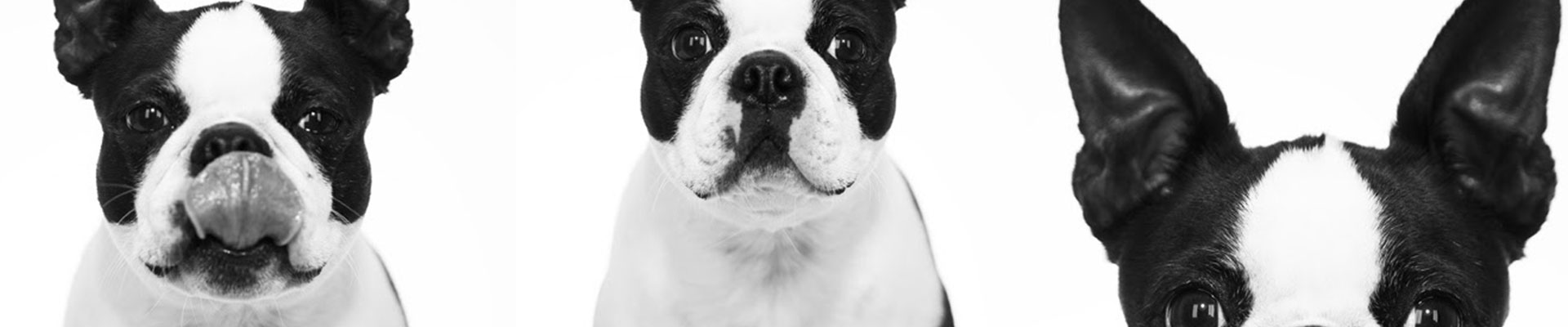 Pet Gifts | Pet Photography | Dog Photography | The Strutting Pooch